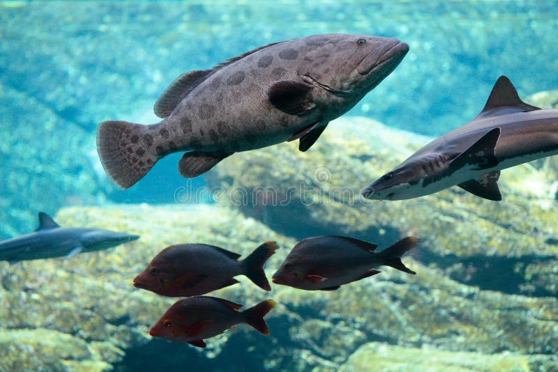 Brindle bass stock photo. Image of fish, largest, grouper - 8954050