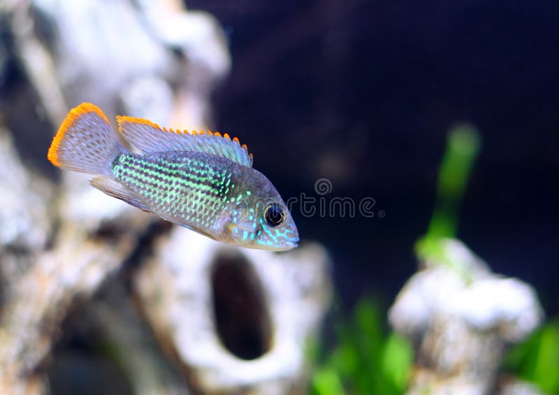 Aquarium Fish stock photo. Image of amazon, fins, hobby - 23016968