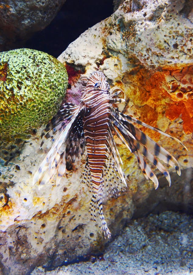 Aquarium fish stock image. Image of fish, aquarium, shore - 29461643