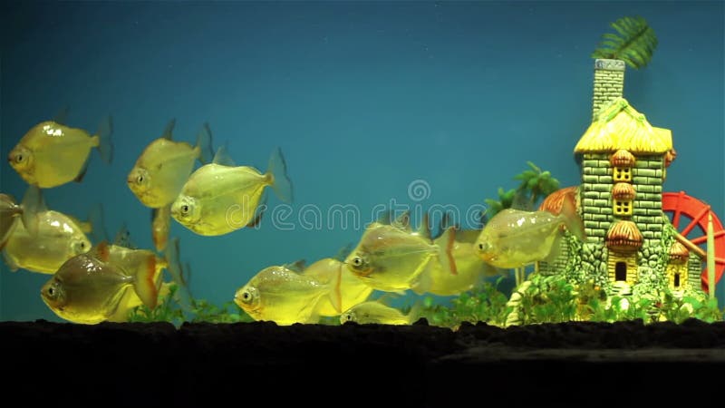 4K Aquarium Fish Symphysodon Discus from Amazon River Stock Footage ...