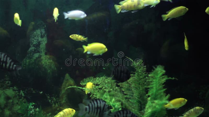 In the Aquarium Fish Swim Next To Green Algae and Pebbles Set Under ...