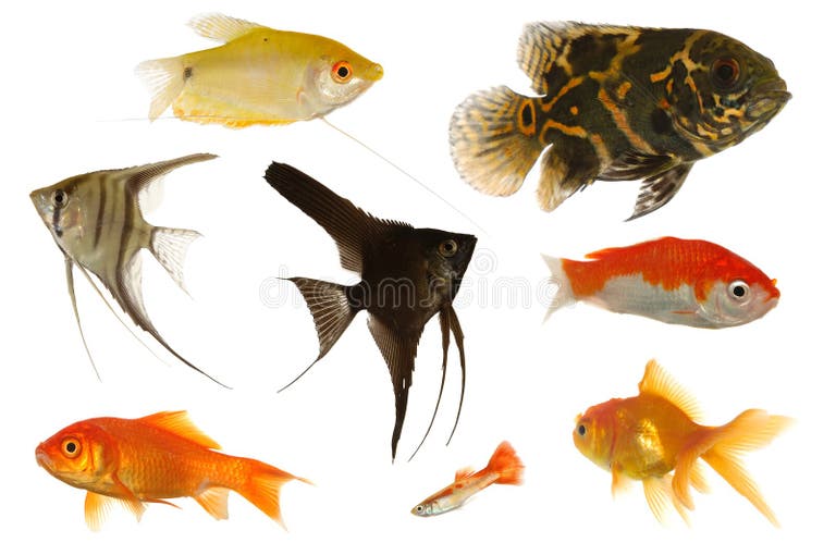 2,283 Family Pet Aquarium Stock Photos - Free & Royalty-Free Stock ...