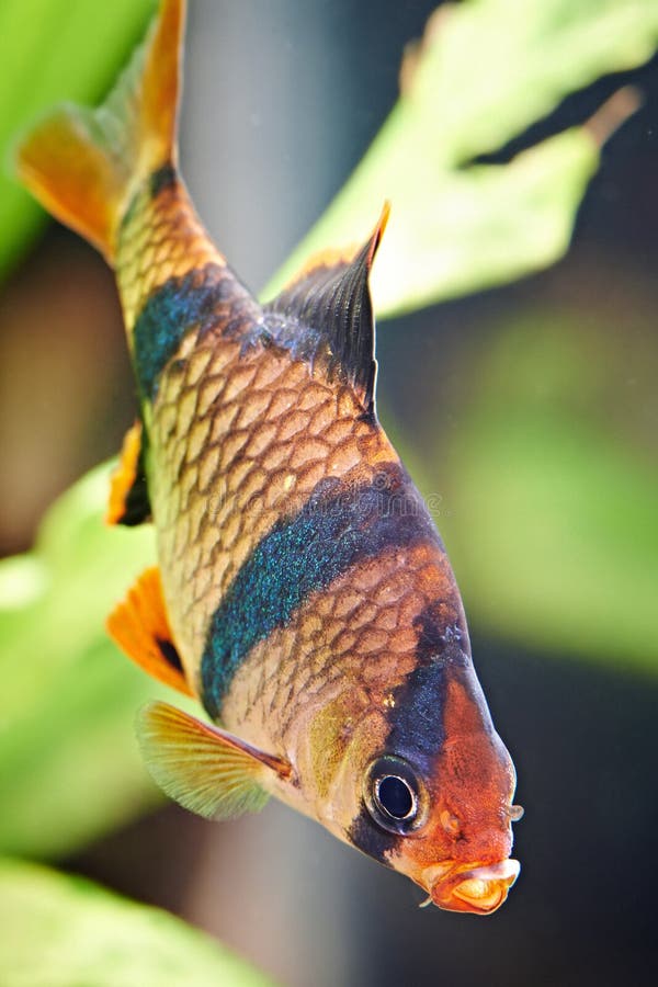 Aquarium Fish. Barbus Puntius Tetrazona Stock Photo - Image of ...