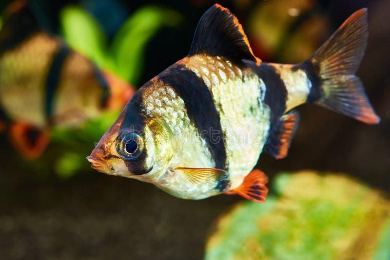 Aquarium Fish - Barbus Puntius Tetrazona Stock Image - Image of barbus ...
