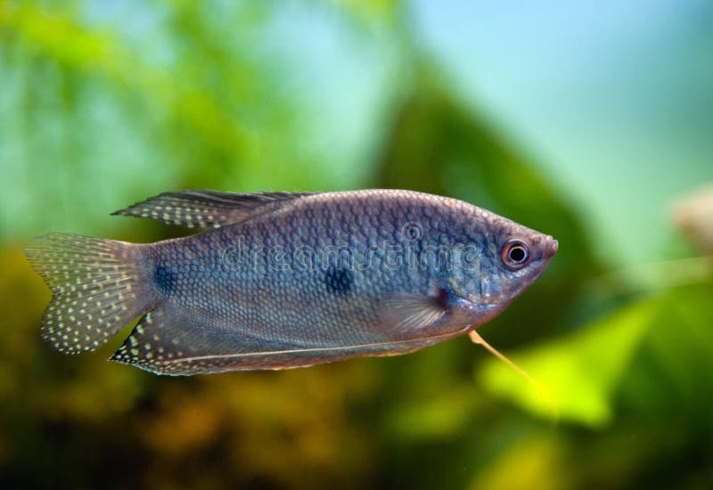 Aquarium Fish - Blue Gourami Stock Image - Image of color, gurami: 12826617