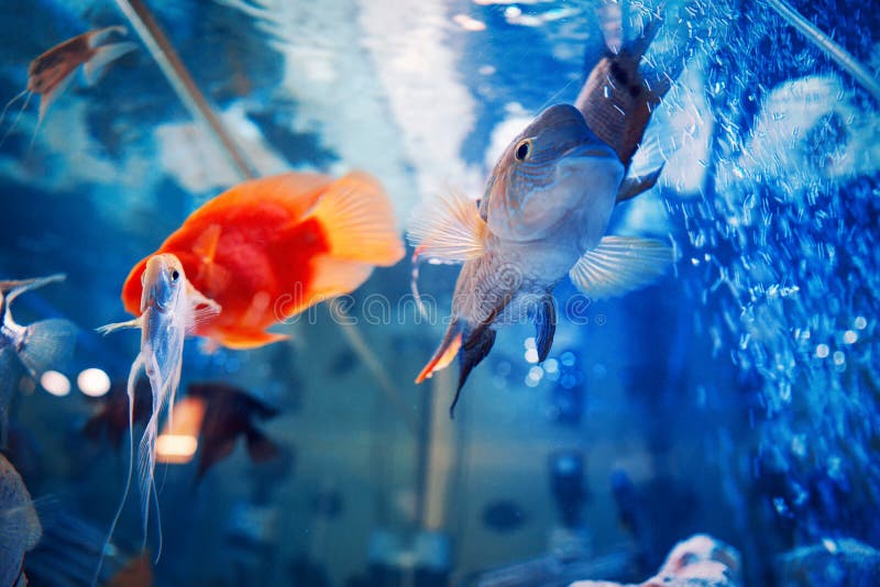 Fish in blue water stock photo. Image of garden, colorful - 129822622
