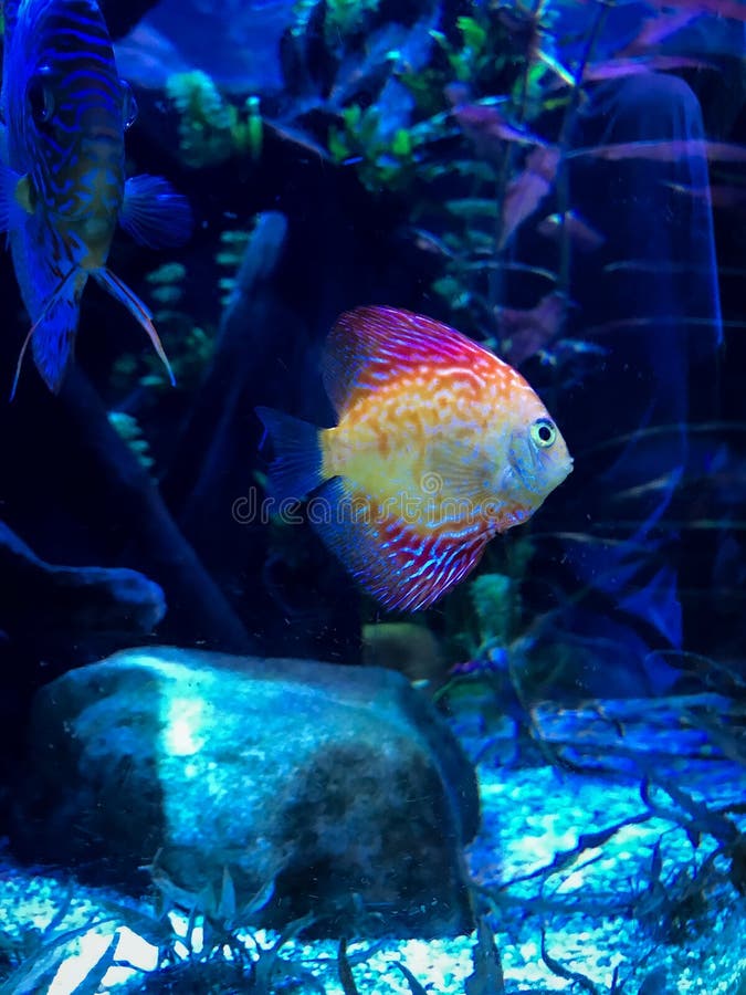 Aquarium Fish on a Blue Water Stock Photo - Image of gold, blue: 225085960