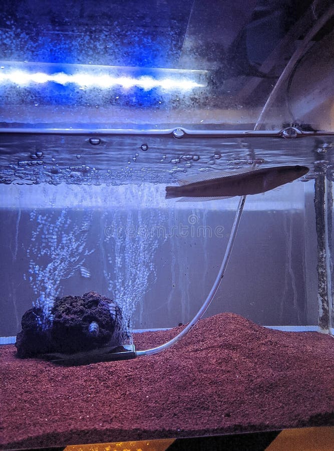 Aquarium and fish channa stock image. Image of fish - 269409193