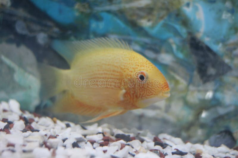 Aquarium Fish Cichlasoma Severum in Aquatic Plants Stock Image - Image ...