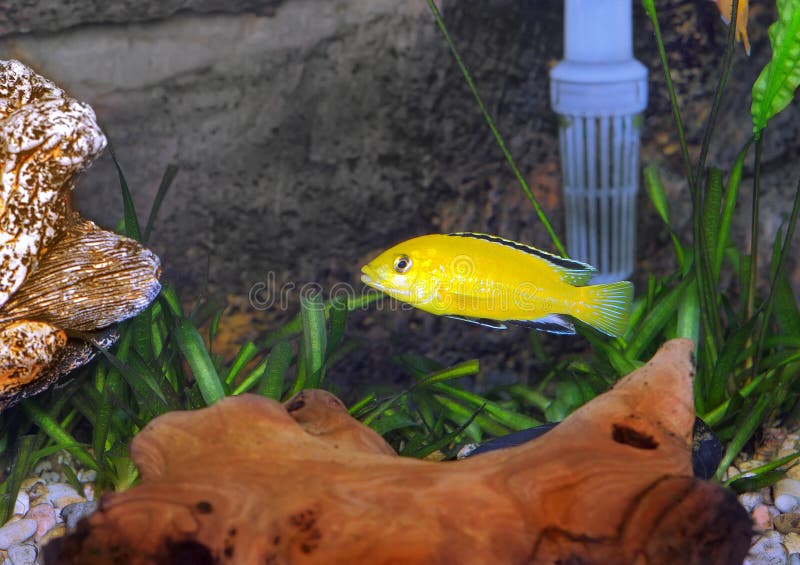 Aquarium Fish- Cichlid Hummingbird Yellow. Stock Image - Image of gold ...