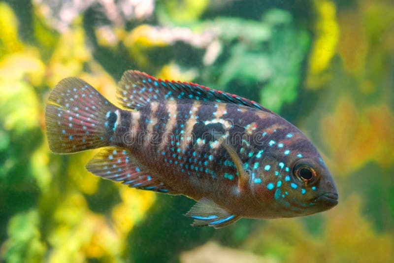 Aquarium fish Cichlidae stock image. Image of quality - 13570693
