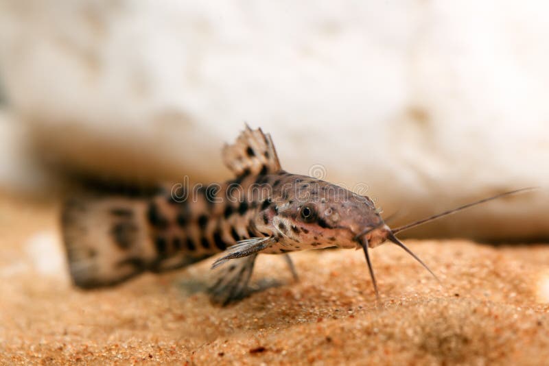 Clarias Gariepinus Stock Photos - Free & Royalty-Free Stock Photos from ...