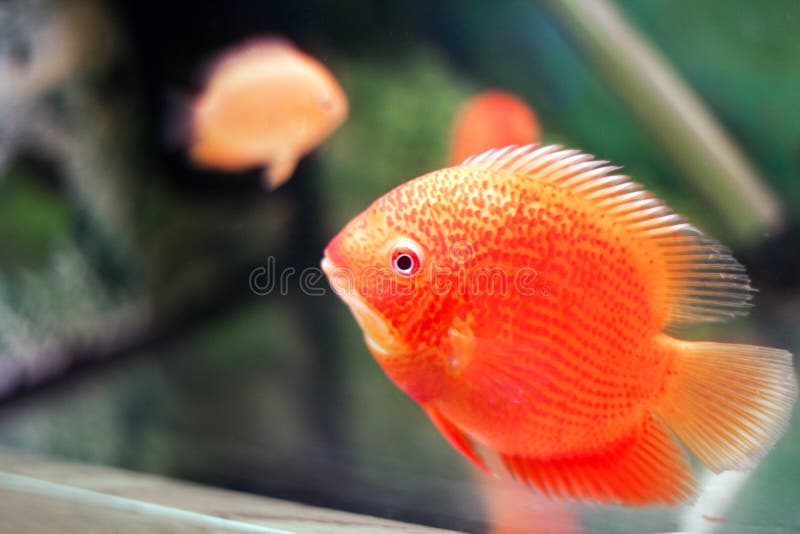 Aquarium fish close up stock image. Image of climate - 52066753