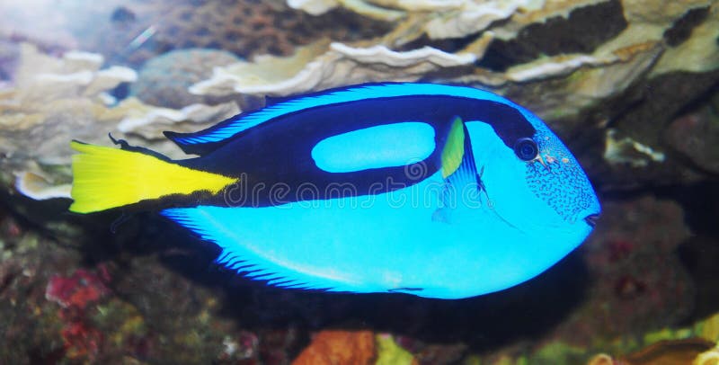 Aquarium fish stock photo. Image of coral, pacific, nature - 30930488