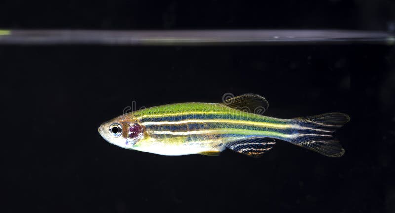 Aquarium Fish, Close-up Photography, Studio Photography Stock Image ...