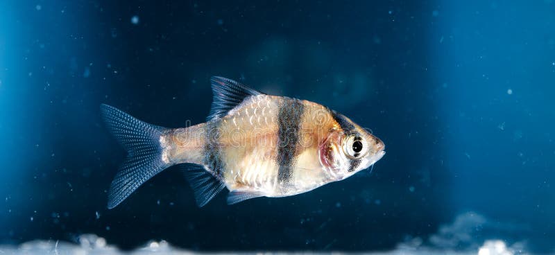 Aquarium Fish, Close-up Photography, Studio Photography Stock Image ...