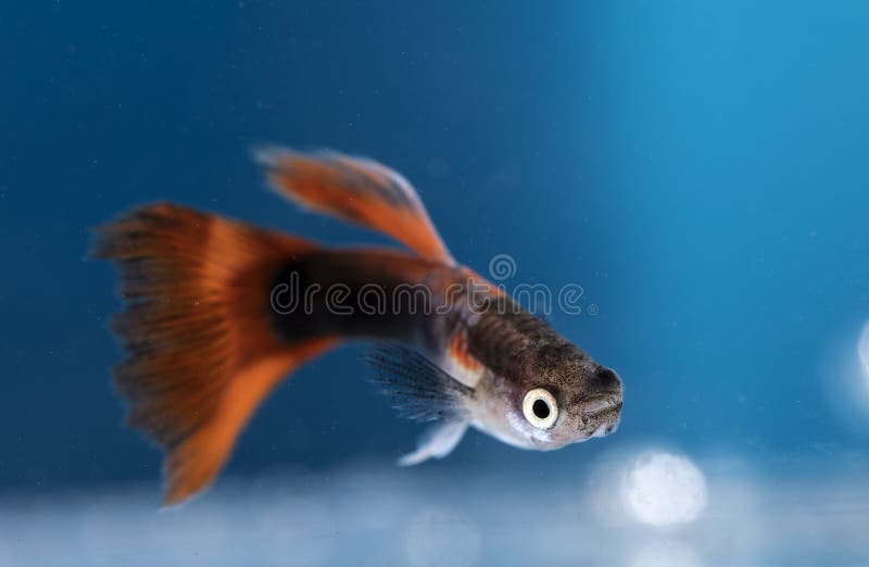 Aquarium Fish, Close-up Photography, Studio Photography Stock Image ...