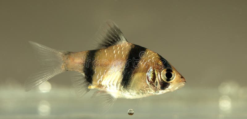 Aquarium Fish, Close-up Photography, Studio Photography Stock Photo ...