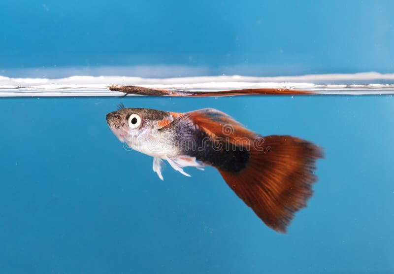 Aquarium Fish, Close-up Photography, Studio Photography Stock Photo ...