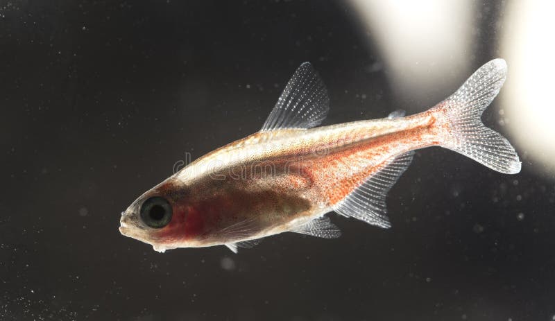 Aquarium Fish, Close-up Photography, Studio Photography Stock Image ...