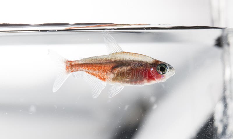 Aquarium Fish, Close-up Photography, Studio Photography Stock Photo ...
