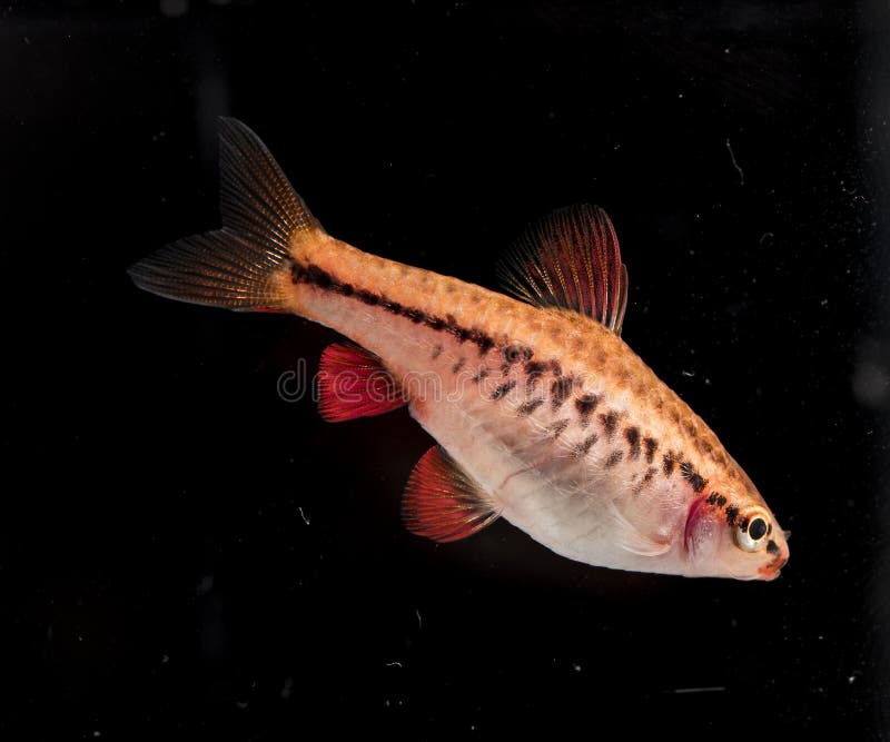 Aquarium Fish, Close-up Photography, Studio Photography Stock Photo ...