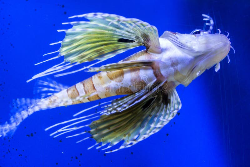 Aquarium Fish Close-up View from Below Stock Image - Image of ...
