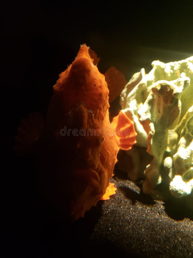 Orange fish stock photo. Image of orange, aquarium, coral - 124566798
