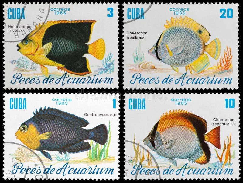 Aquarium fish editorial stock photo. Image of cuba, design - 50462483