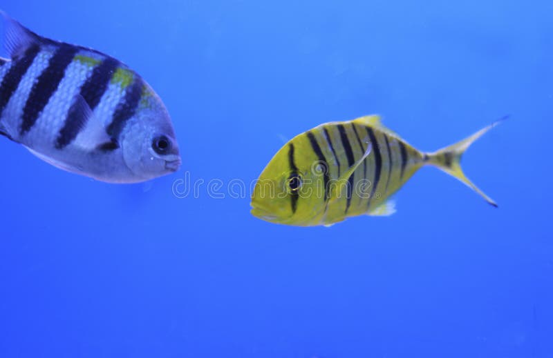 Aquarium Fish Golden Jack Golden Trevally Stock Image - Image of fauna ...