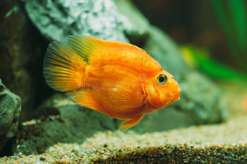Aquarium fish - goldfish stock image. Image of decoration - 68966127