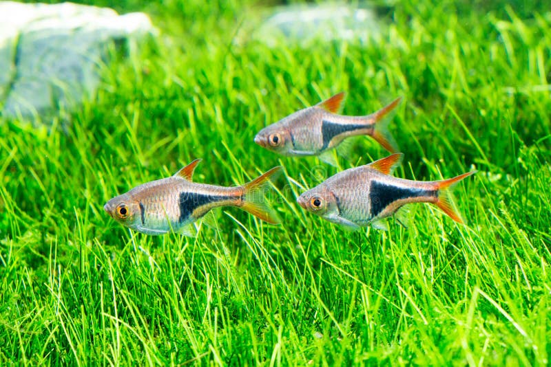 Rosy Barb Pethia Conchonius Freshwater Tropical Aquarium Fish Stock ...