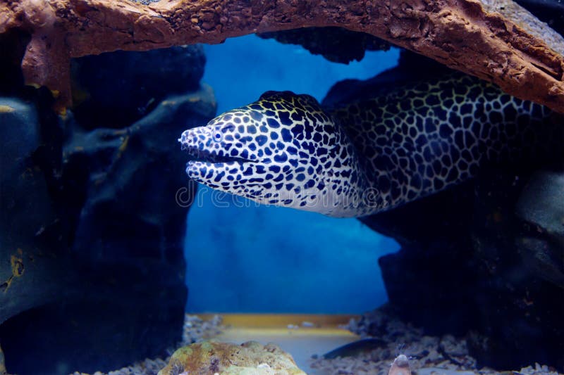 Aquarium Fish, Leopard Moray Eel. Stock Photo - Image of life, long ...