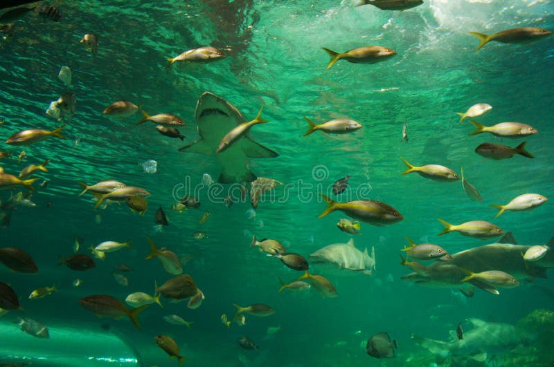 Aquarium Fish stock photo. Image of swimming, water, sony - 61773038
