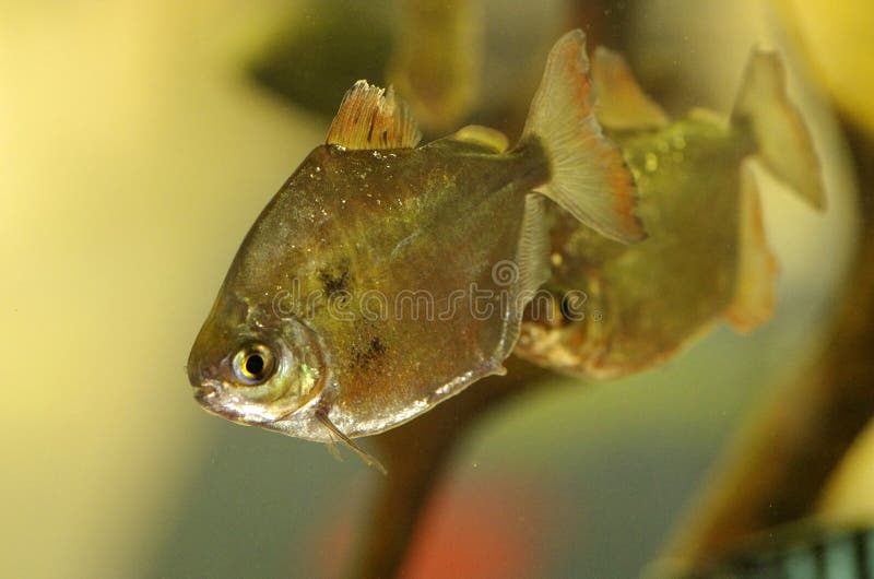 Aquarium Fish Metynnis Argenteus Stock Image - Image of tank, aquatic ...
