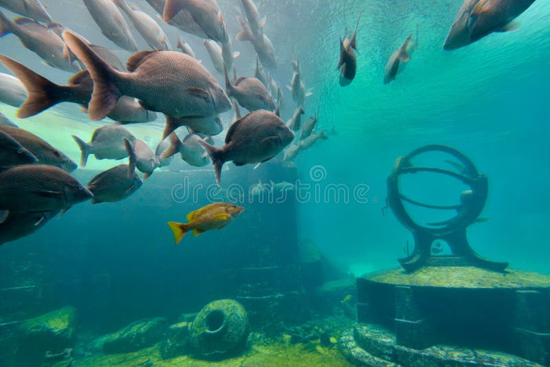 Aquarium with fish stock photo. Image of colorful, marine - 80004744