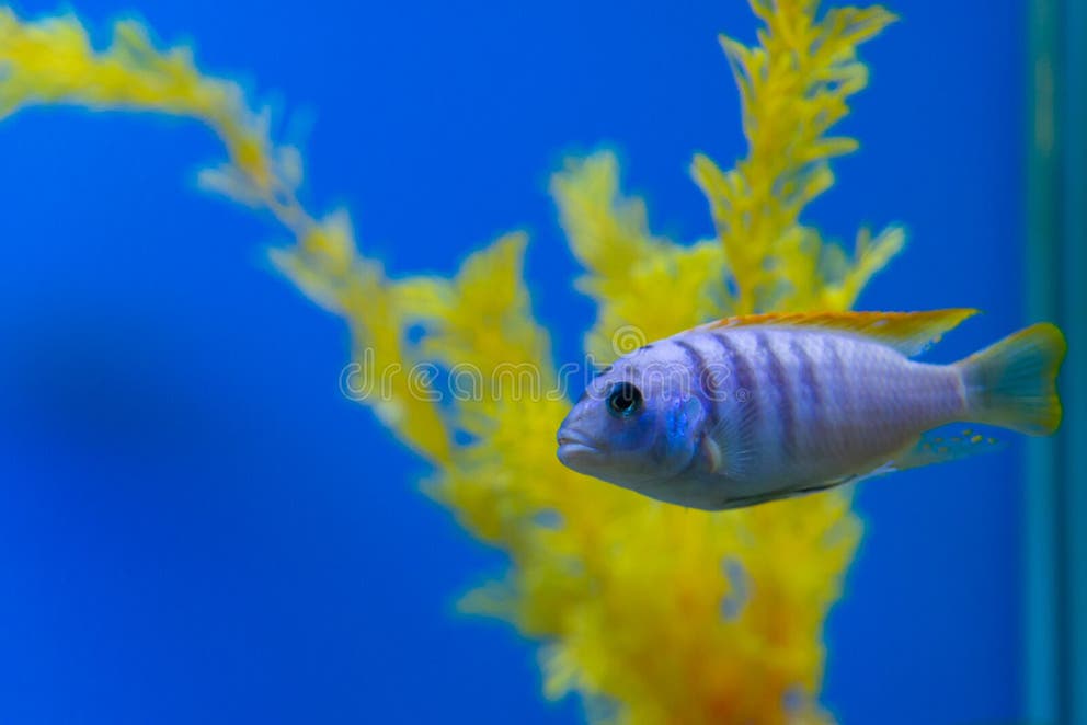 Aquarium Fish Pseudotropheus Zebra Stock Image - Image of creature ...