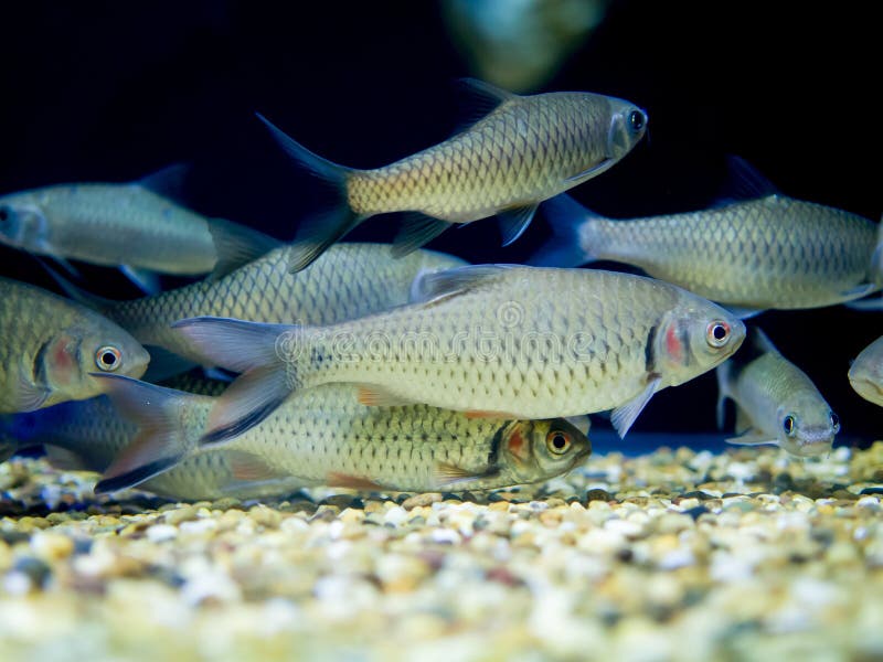 Aquarium Fish Red-cheeked Barb, Javaen Barb Stock Image - Image of ...
