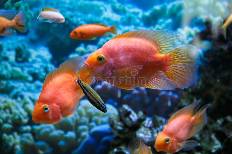 Aquarium fish red parrot stock image. Image of water - 73341259