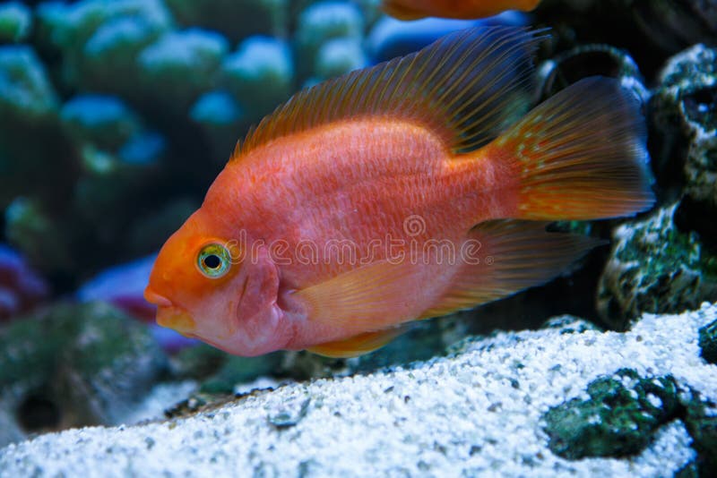Aquarium Fish Red Parrot in a Profile Stock Image - Image of tropical ...