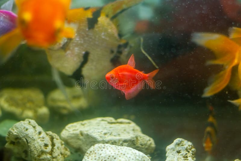 Aquarium with Fish, Red Tropical Fish in Aquarium, Exotic Fishes in ...