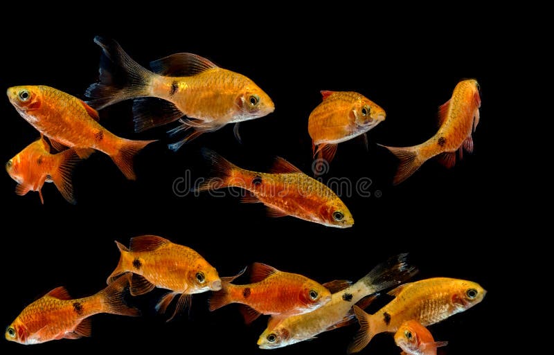 Rosy Barb Pethia Conchonius Freshwater Tropical Aquarium Fish Stock ...