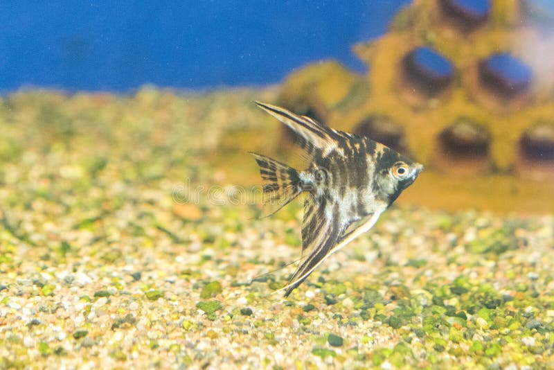 Scalar stock photo. Image of tank, scalar, pterophyllum - 4439134