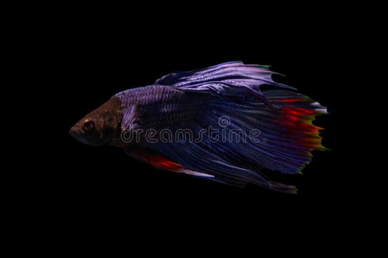 Aquarium Fish stock image. Image of bowl, ocean, fishbowl - 259826179
