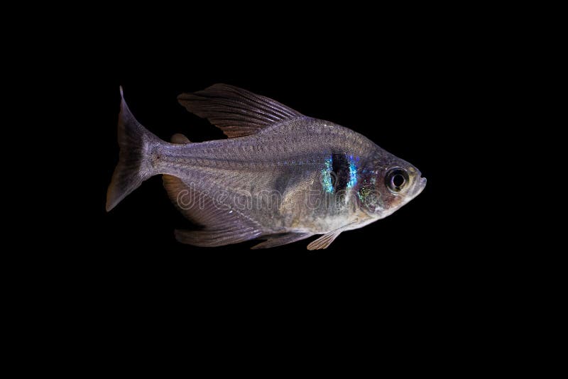 Aquarium Fish stock image. Image of aquatic, cute, goldfish - 259826187