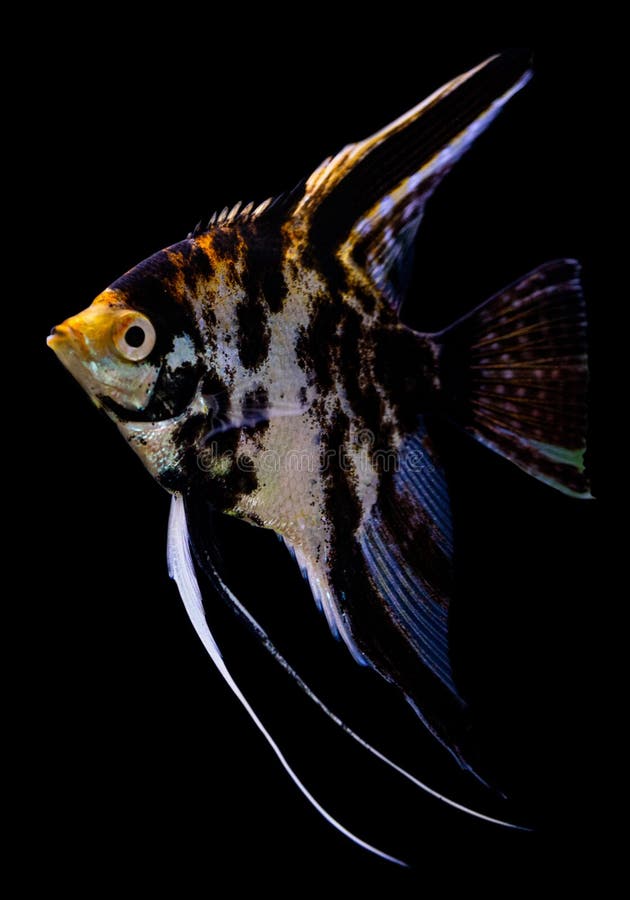 Aquarium Fish stock photo. Image of fauna, goldfish - 259826204