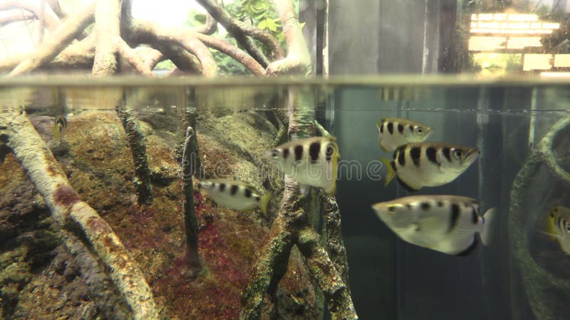 Ikan Mas Koki or Indonesian Goldfish or Cyprinus Carpio in Mini Oxygen ...