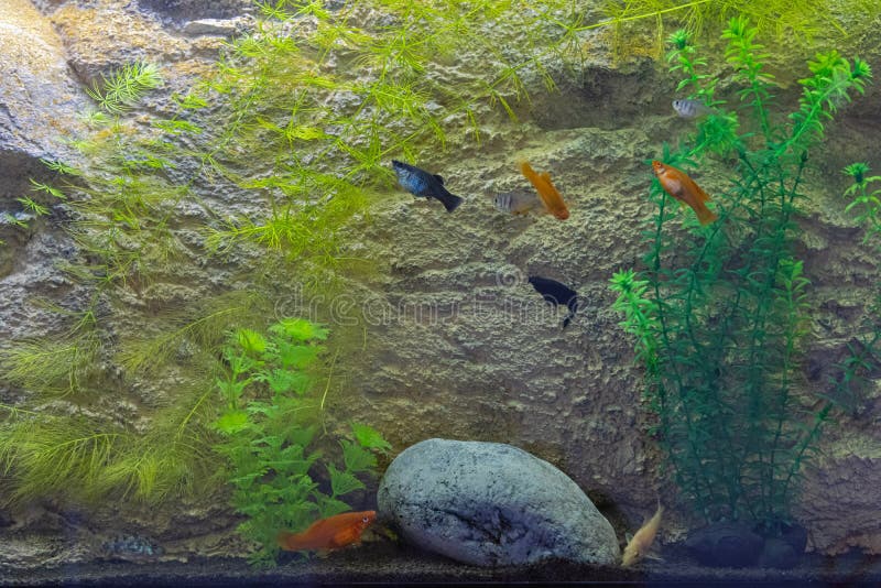 Aquarium Fish Stone stock photo. Image of stone, life - 228641932