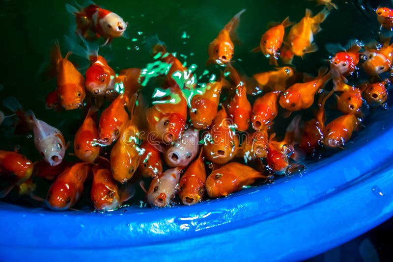 Aquarium fish stock photo. Image of life, underwater - 213489134