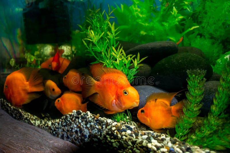 Aquarium fish stock image. Image of nature, tank, view - 387472205